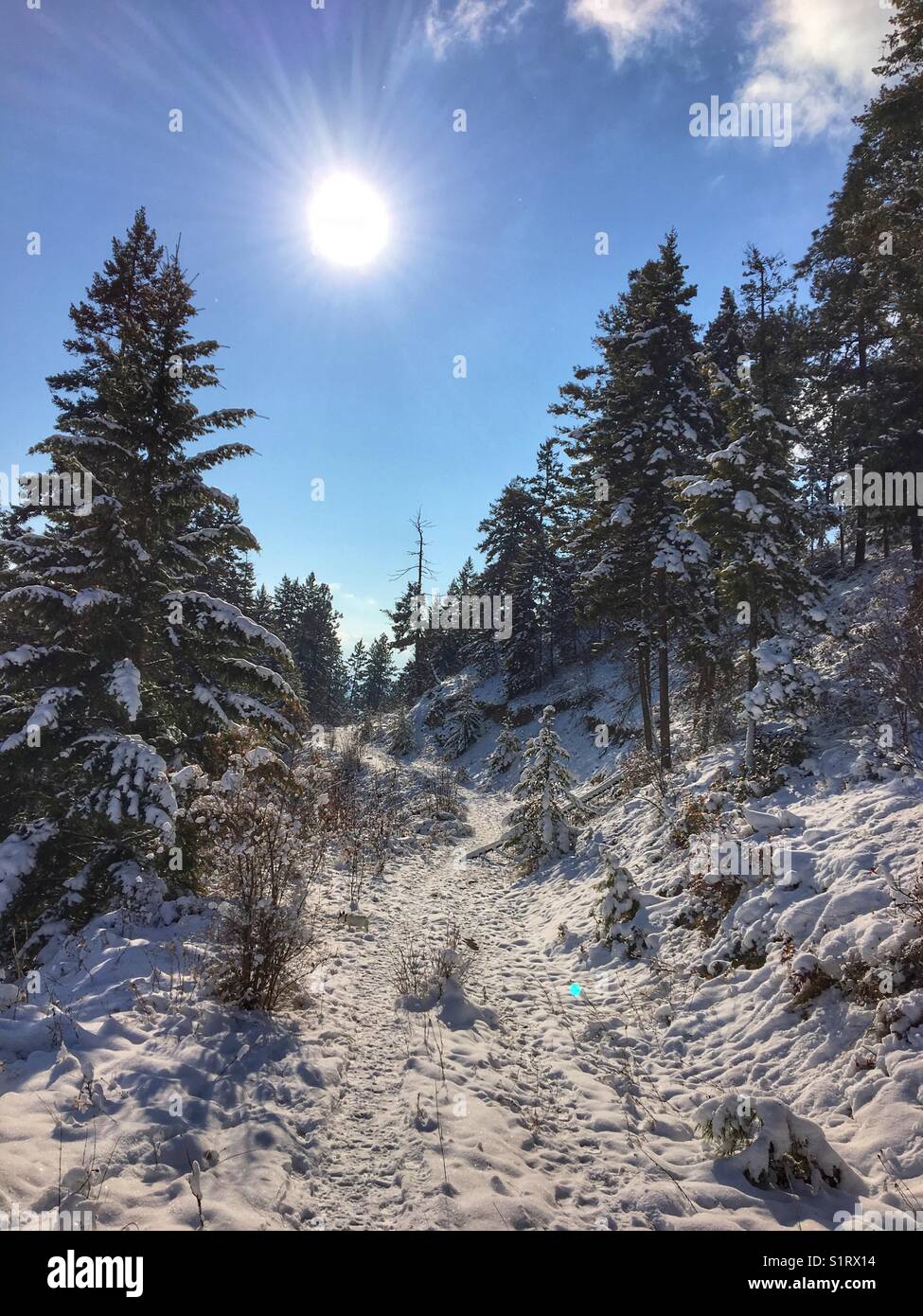 Snow covered trees on a hillside on a cold sunny day Stock Photo - Alamy