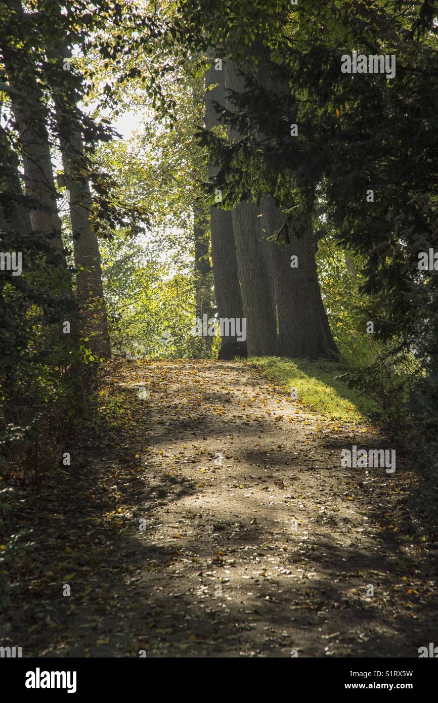Path in fall park Stock Photo - Alamy