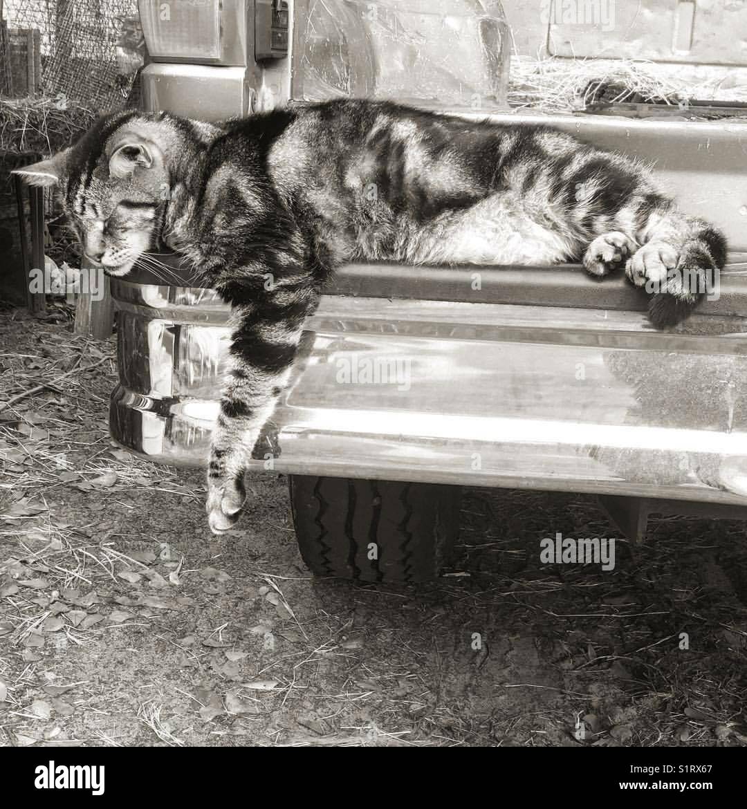 Black Cat Chilling Out High Resolution Stock Photography and Images - Alamy