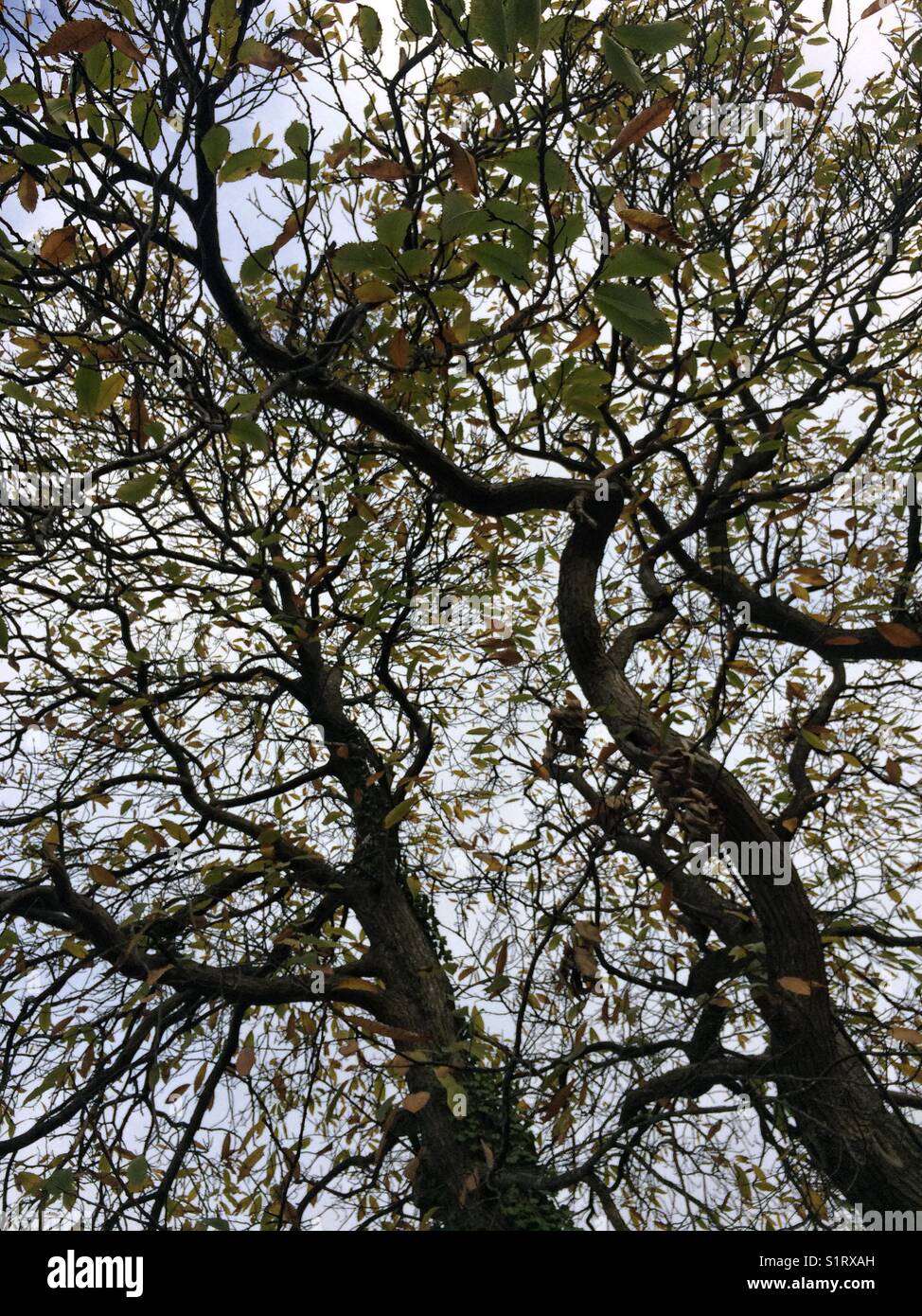 Forms of trees hi-res stock photography and images - Alamy