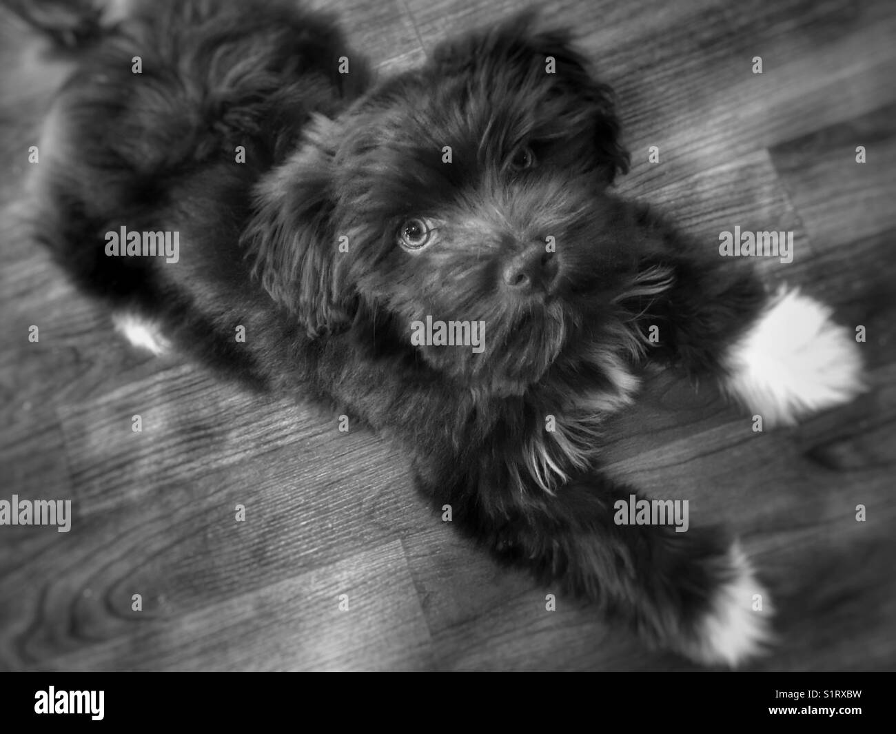 White havanese dog hi-res stock photography and images - Alamy