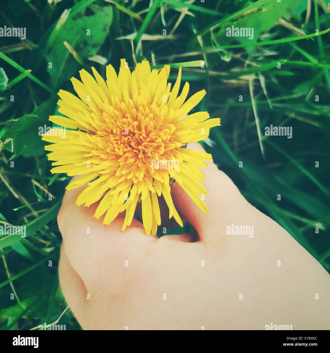 Little hand picking a dandelion flower out of the grass Stock Photo - Alamy