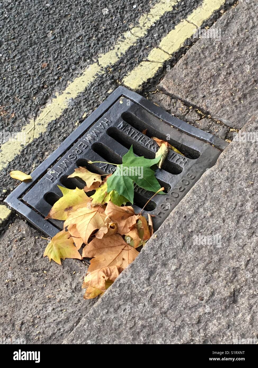 Leaves on a drain in the road Stock Photo - Alamy