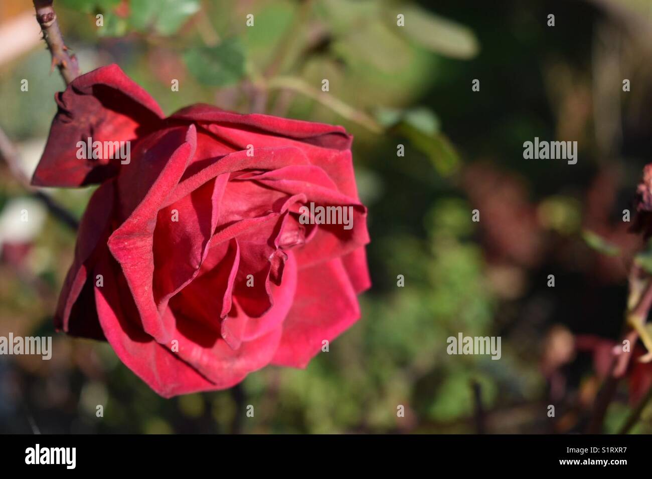 Beautiful red rose Stock Photo - Alamy