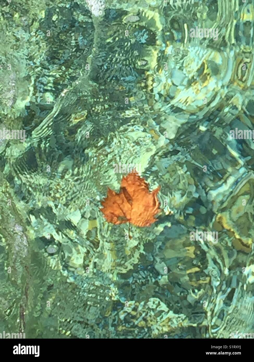Leaf floating on sea surface Stock Photo - Alamy