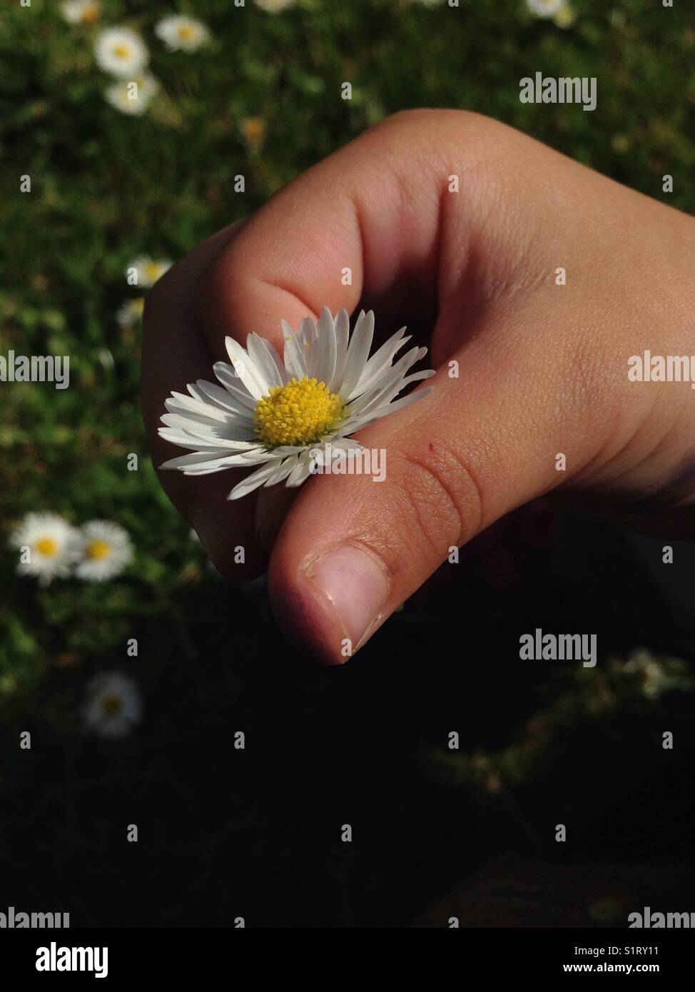 Baby Daisy High Resolution Stock Photography and Images - Alamy