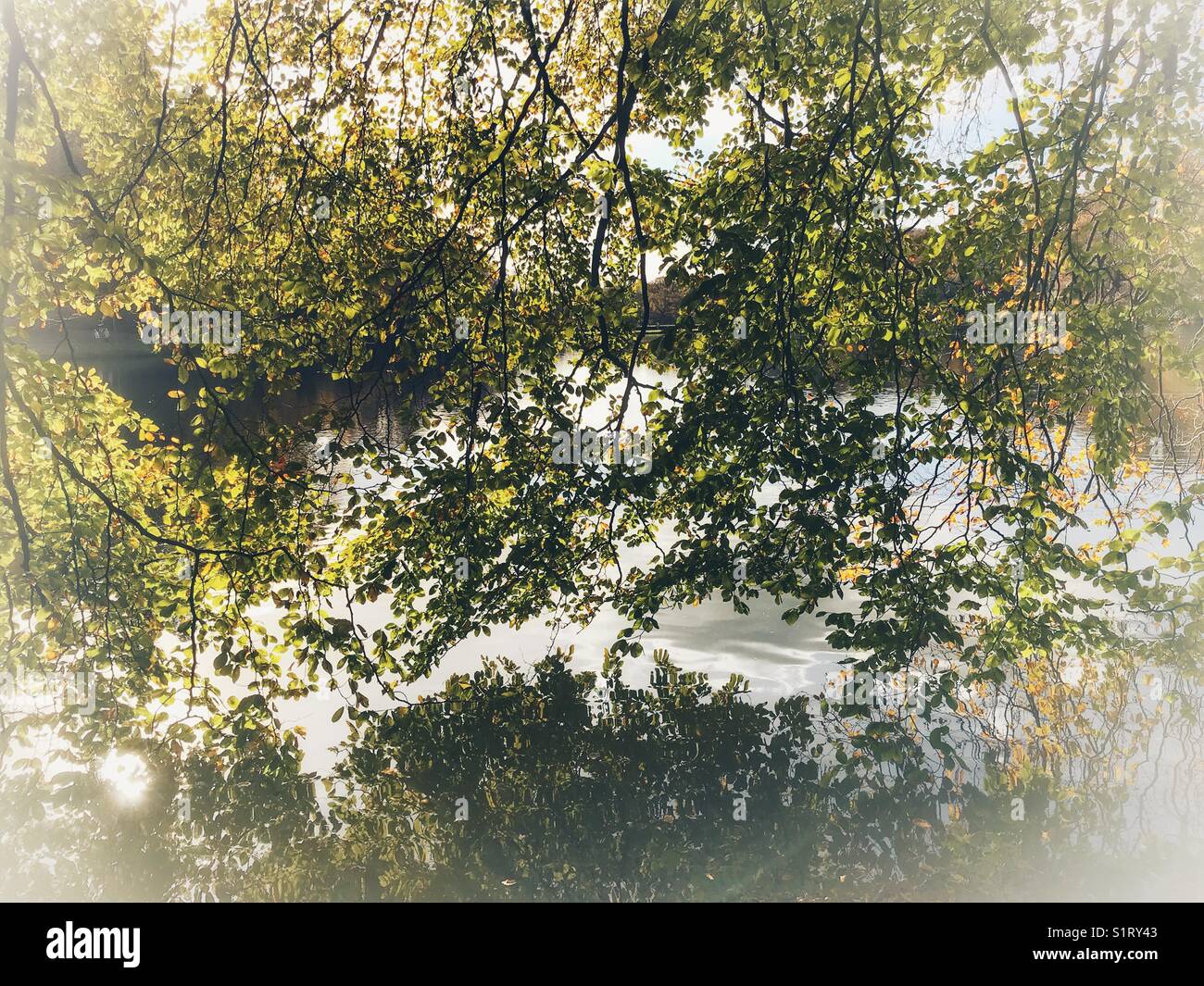 Overhanging branches reflected in a lake Stock Photo - Alamy