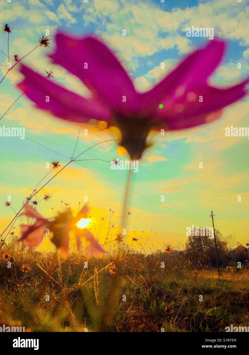 Wildflower field sunset hi-res stock photography and images - Alamy