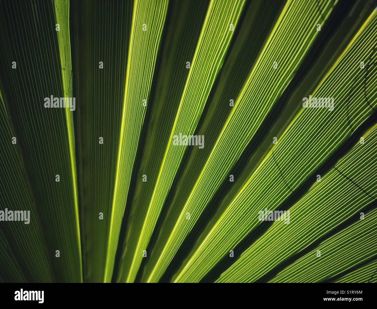 Mediterranean fan palm hi-res stock photography and images - Alamy