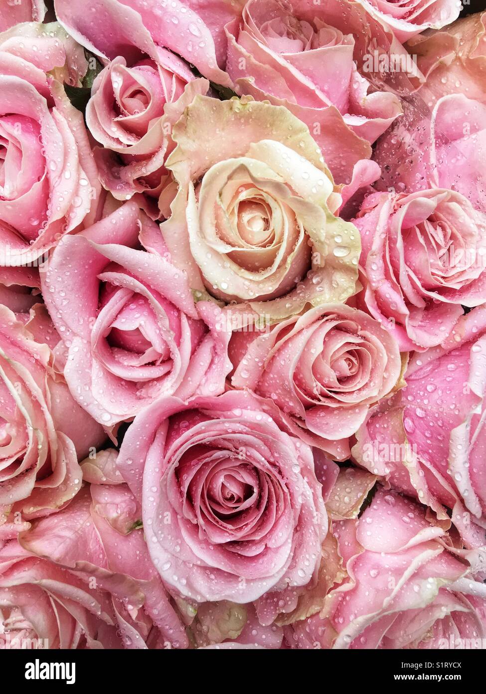 Bunch of roses hi-res stock photography and images - Alamy