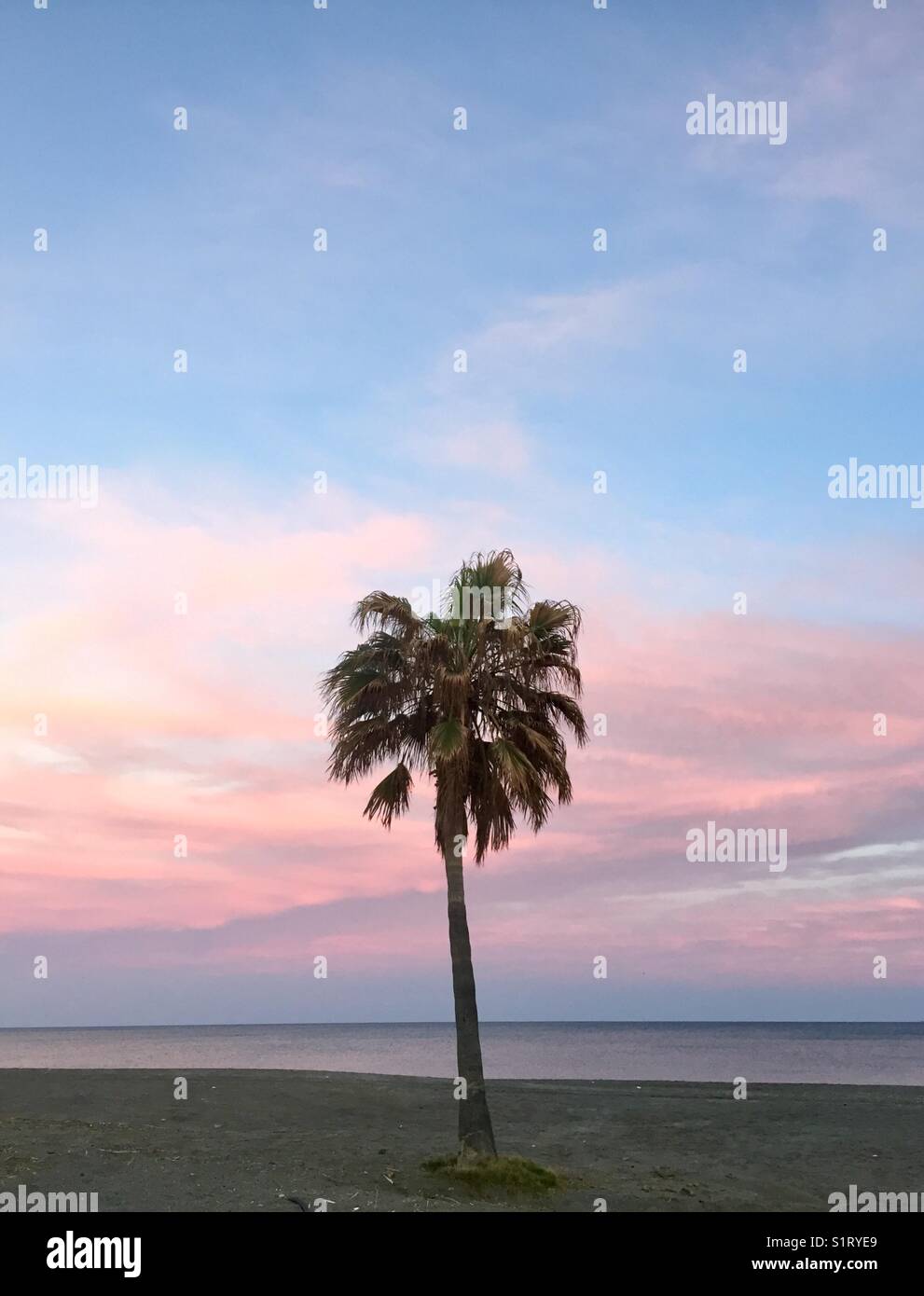 Palm tree on beach Stock Photo - Alamy