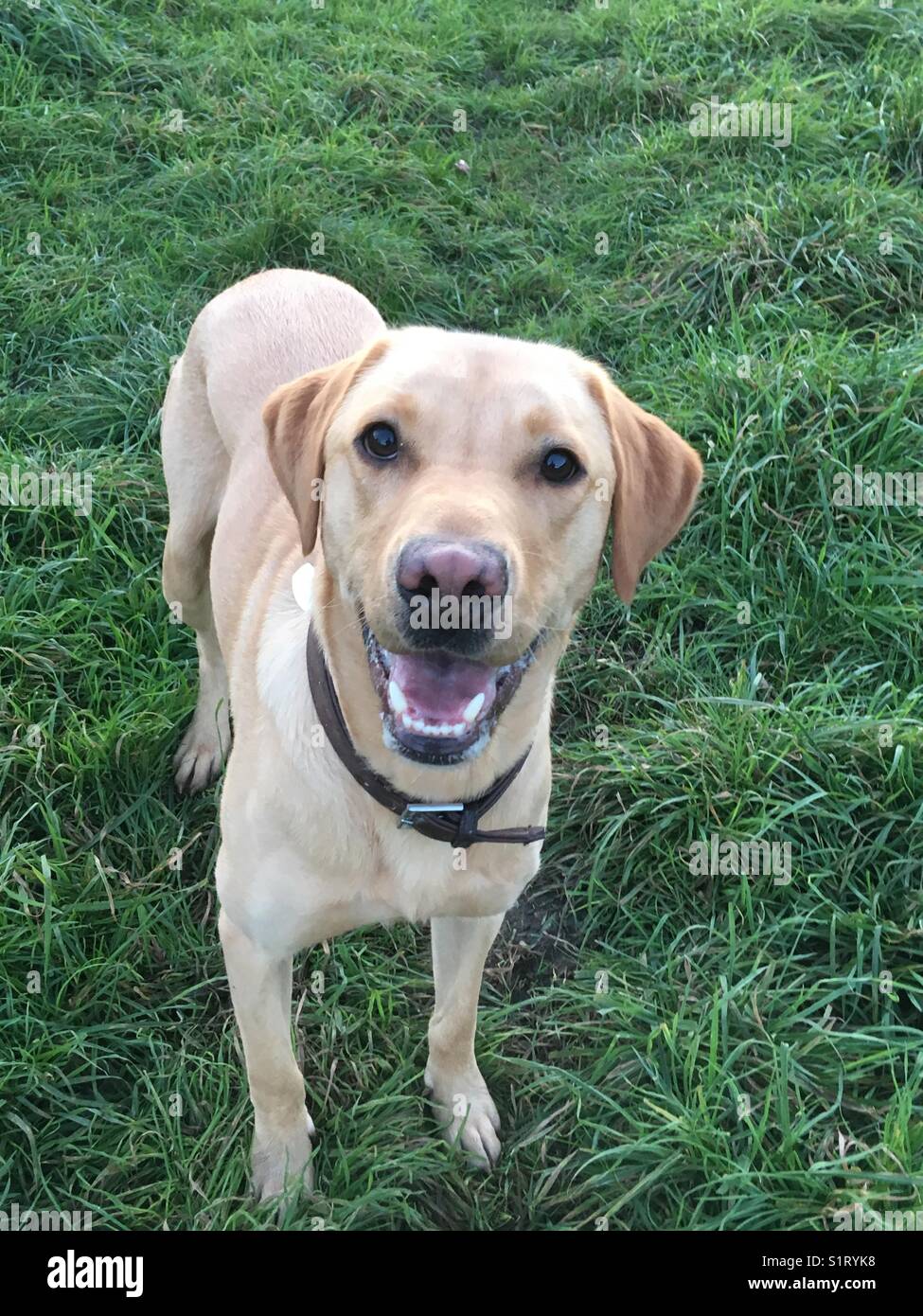 Happy Lab Dog Pictures