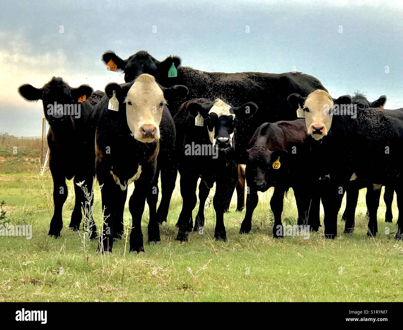 Oklahoma cattle hi-res stock photography and images - Alamy