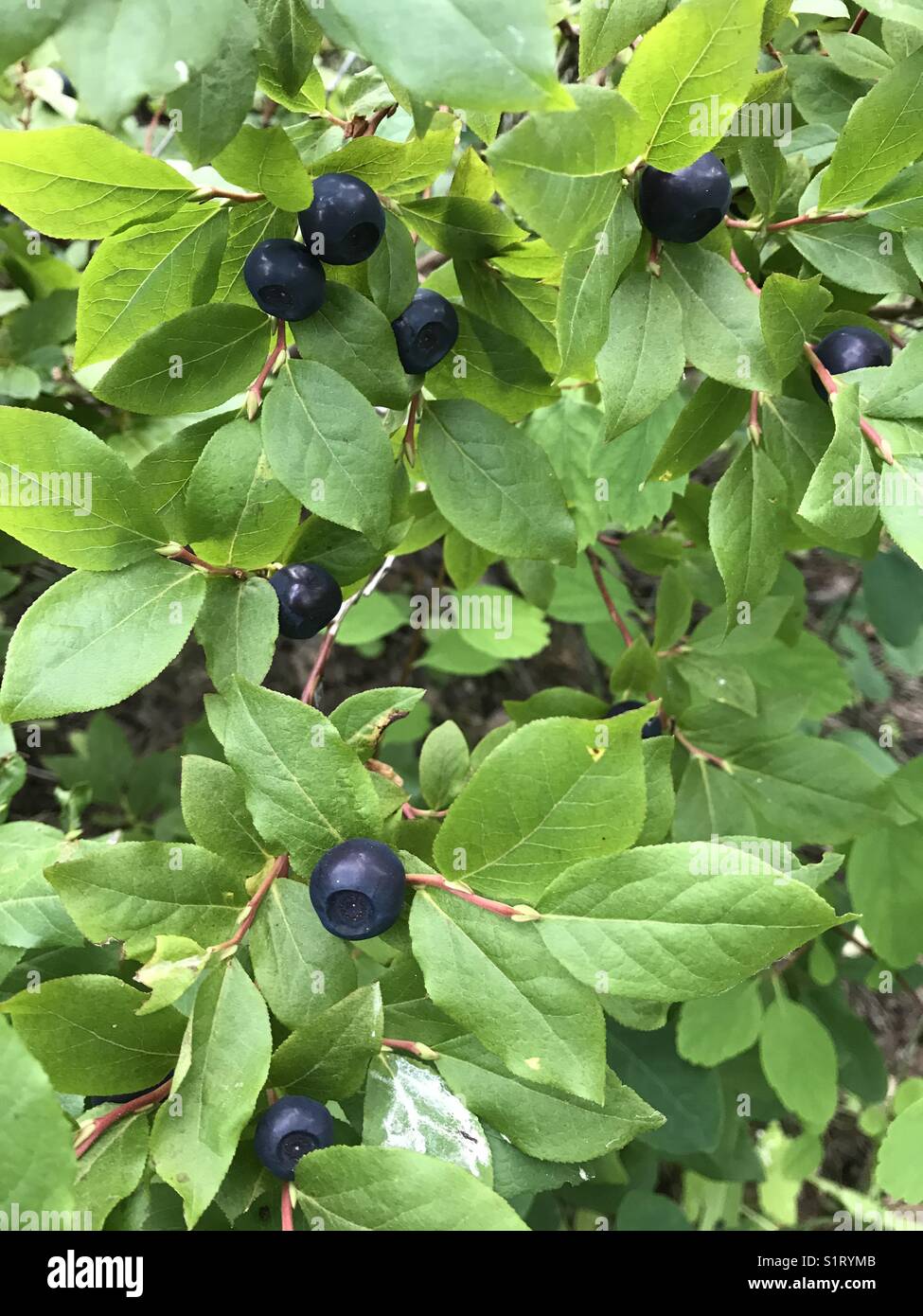 Wild Huckleberry Bush