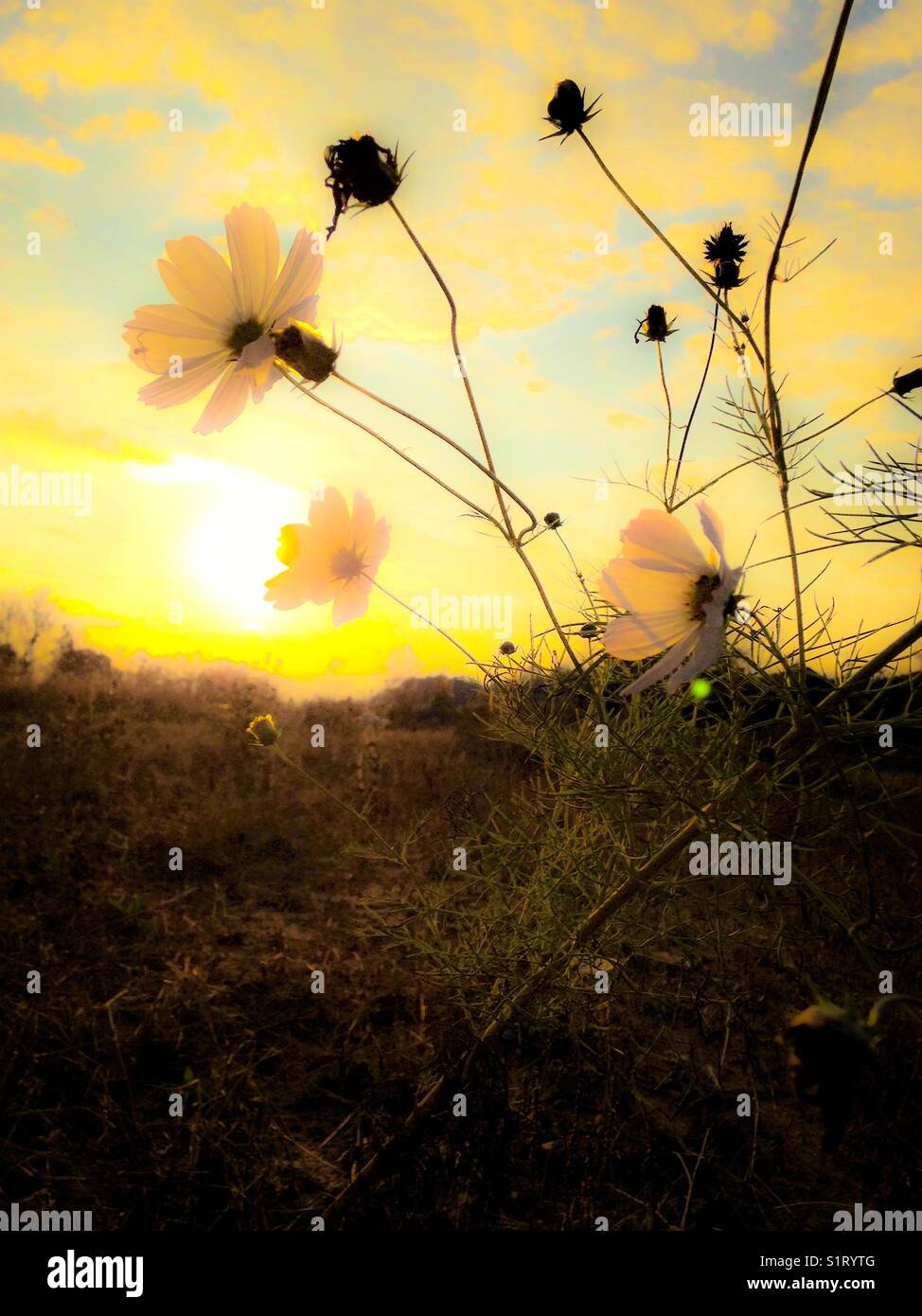 Fall wildflowers hi-res stock photography and images - Alamy