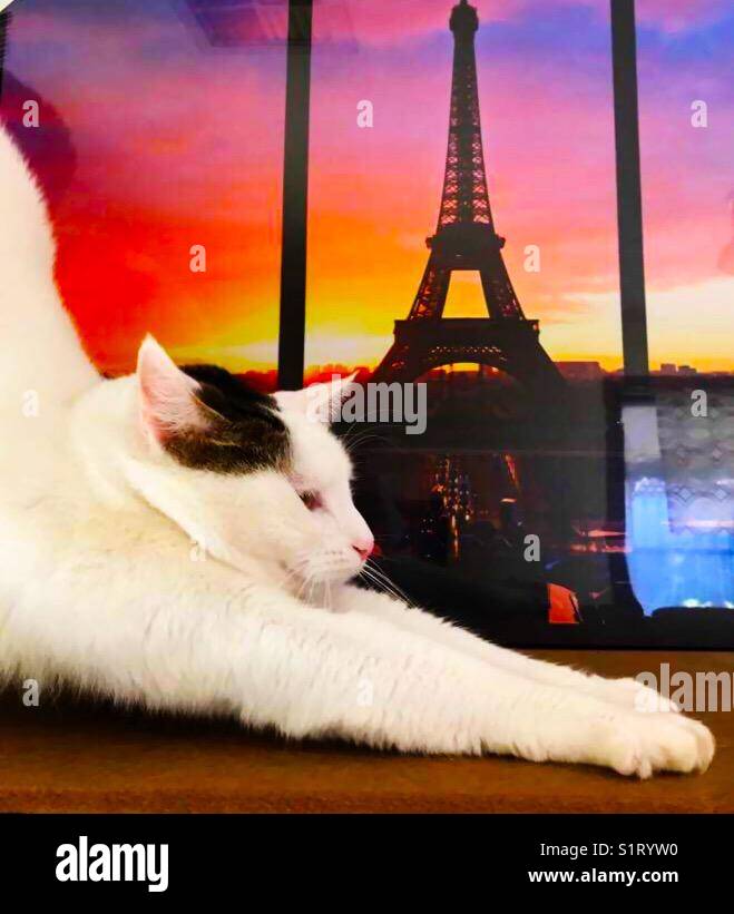 Zany white cat in front of Eiffel Tower Stock Photo - Alamy