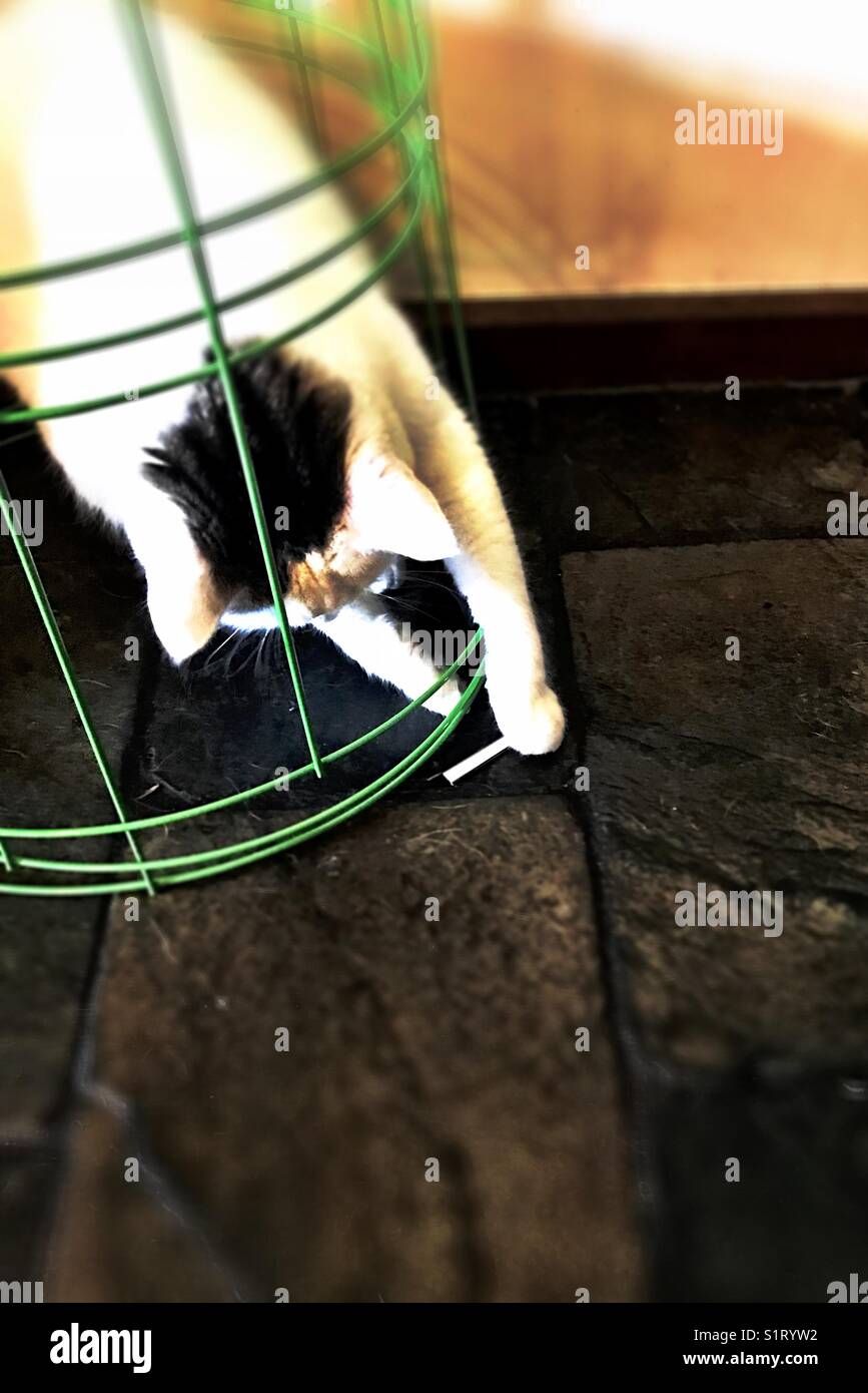 Zany white cat playing Stock Photo - Alamy