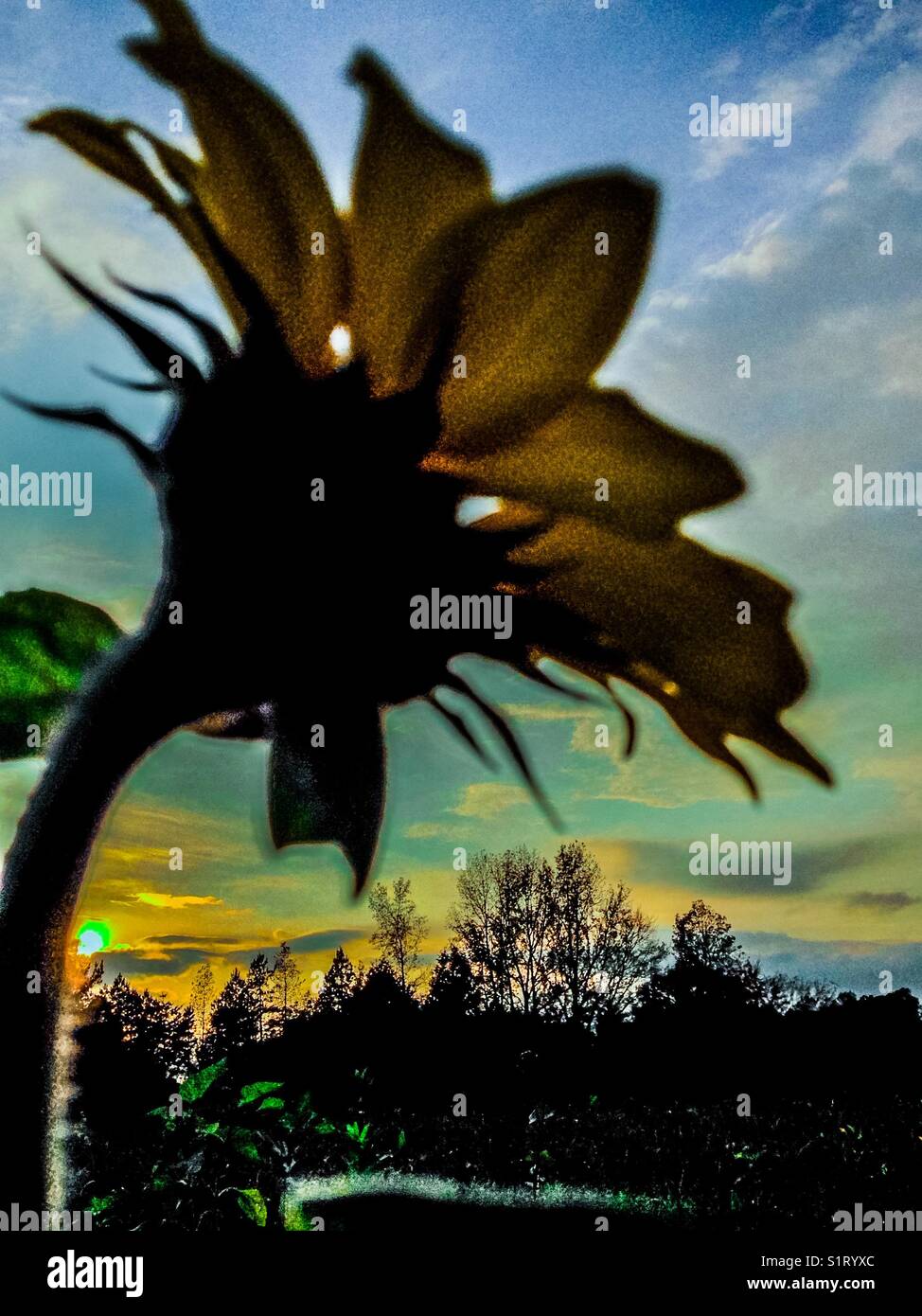 Farm meadow november sunset hi-res stock photography and images - Alamy