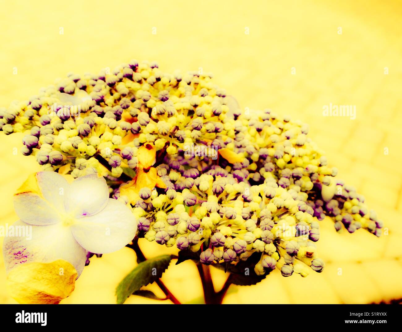 Golden tinged hydrangeas Stock Photo - Alamy