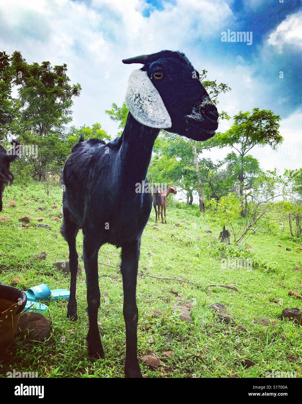 Jungle Goat High Resolution Stock Photography and Images - Alamy