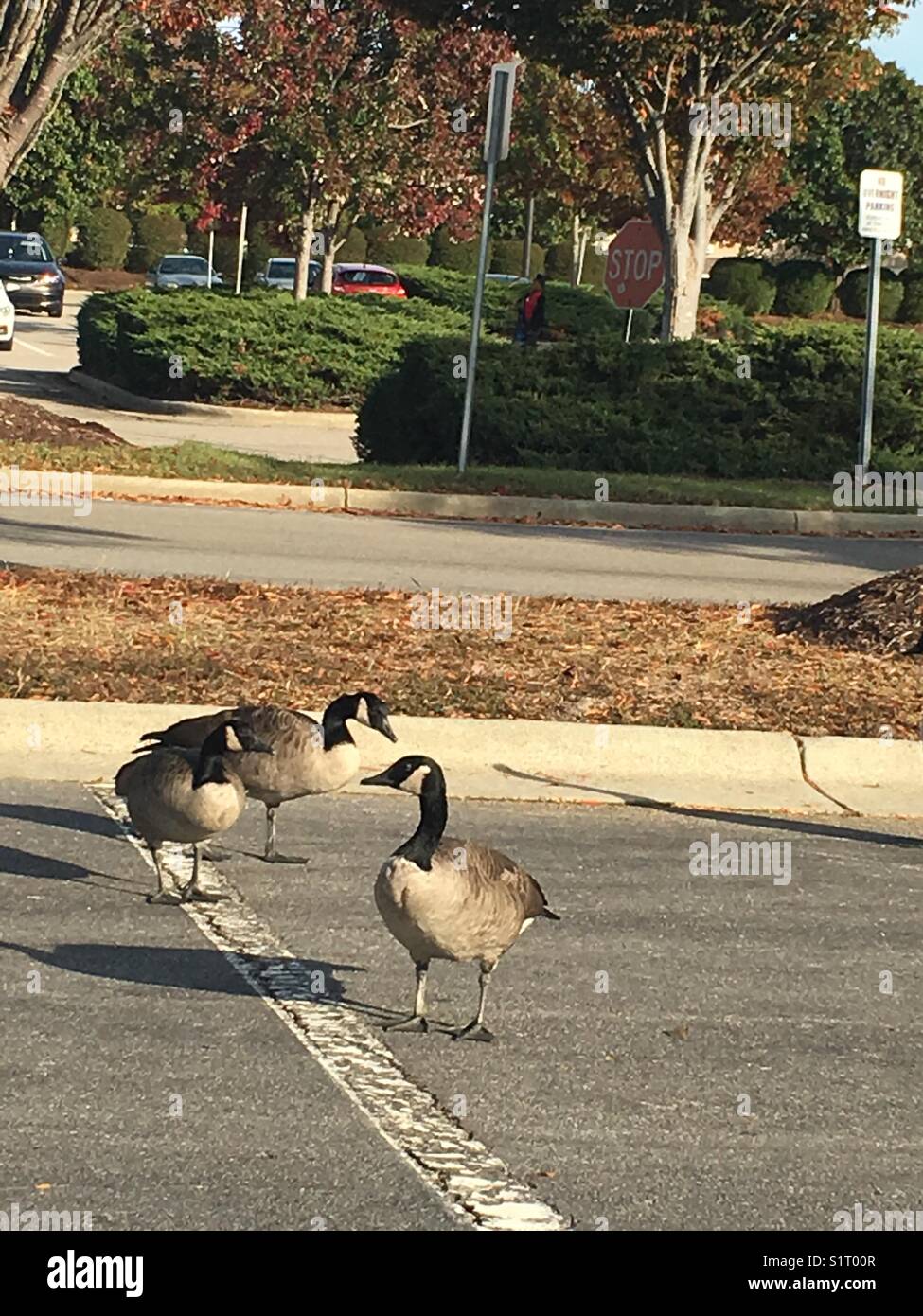 Ducks chilling in the parking lot Stock Photo - Alamy