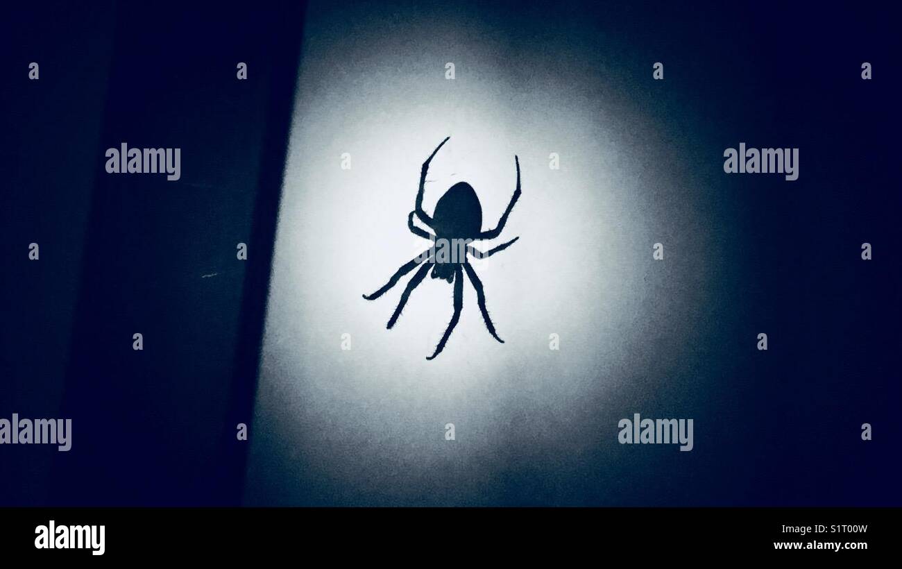 Shadow spider hi-res stock photography and images - Alamy