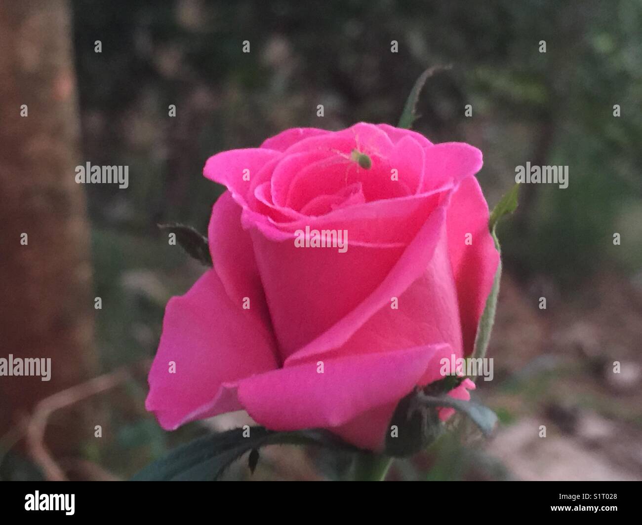 Small creatures hi-res stock photography and images - Alamy