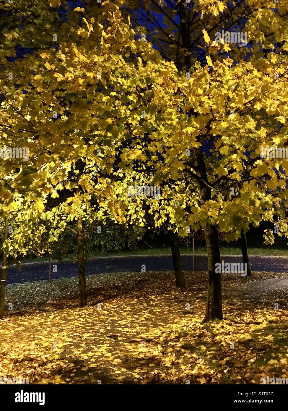 A tree is shining in autumn leavs in bergen Norway Stock Photo - Alamy