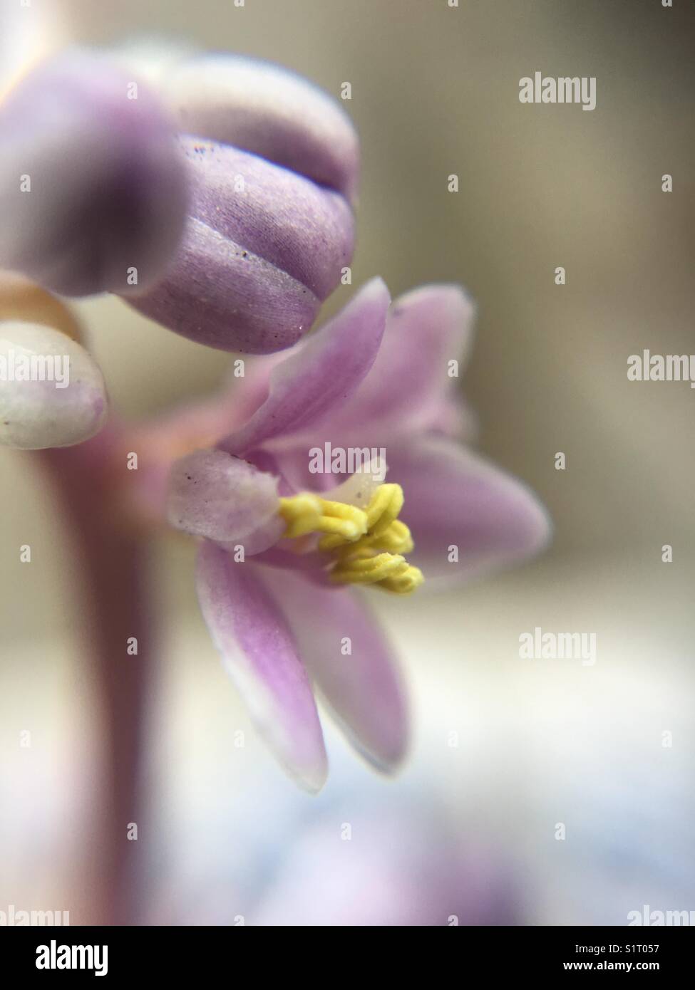 Flower depth of field hi-res stock photography and images - Alamy