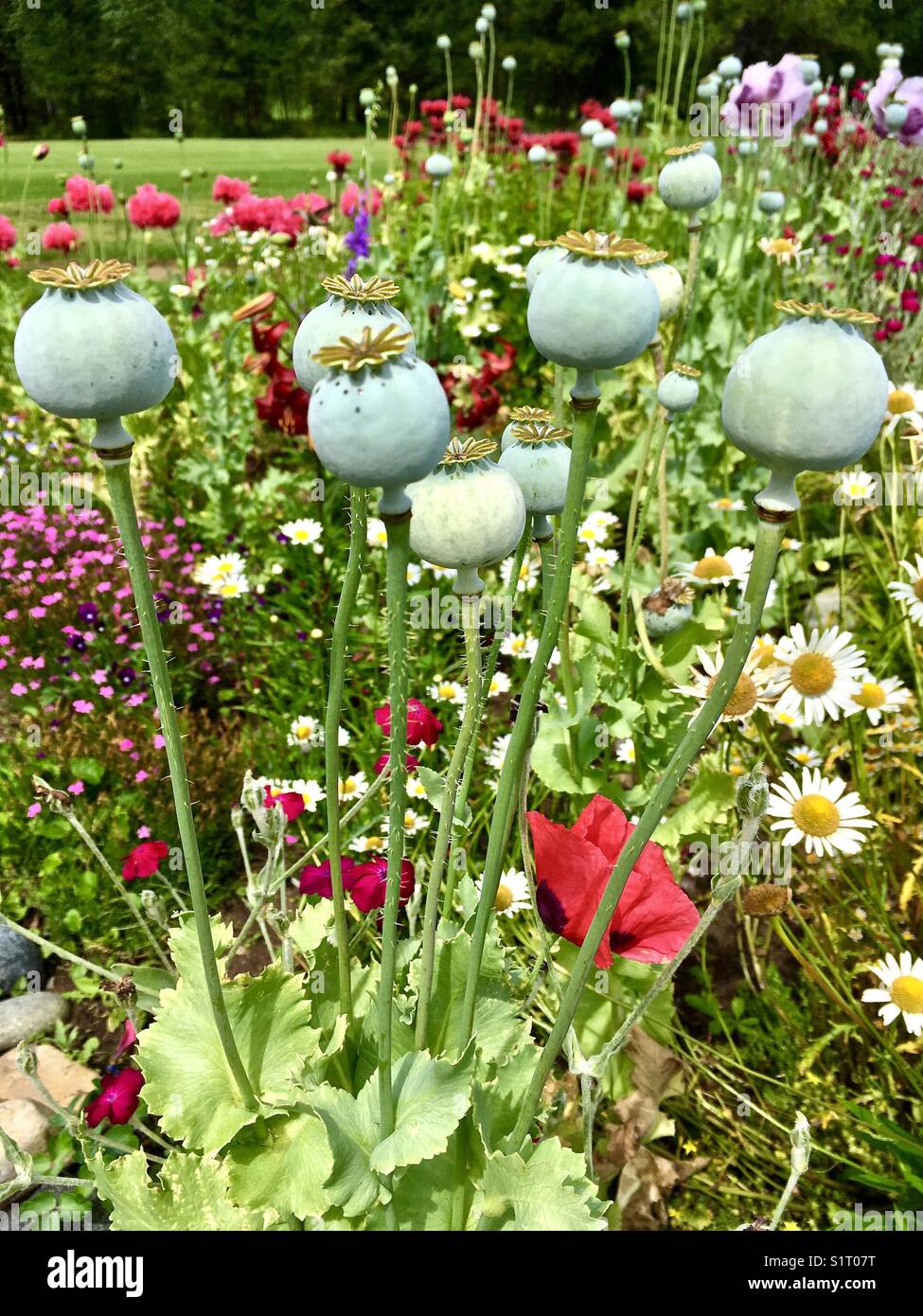 Border of mixed flowers hi-res stock photography and images - Alamy