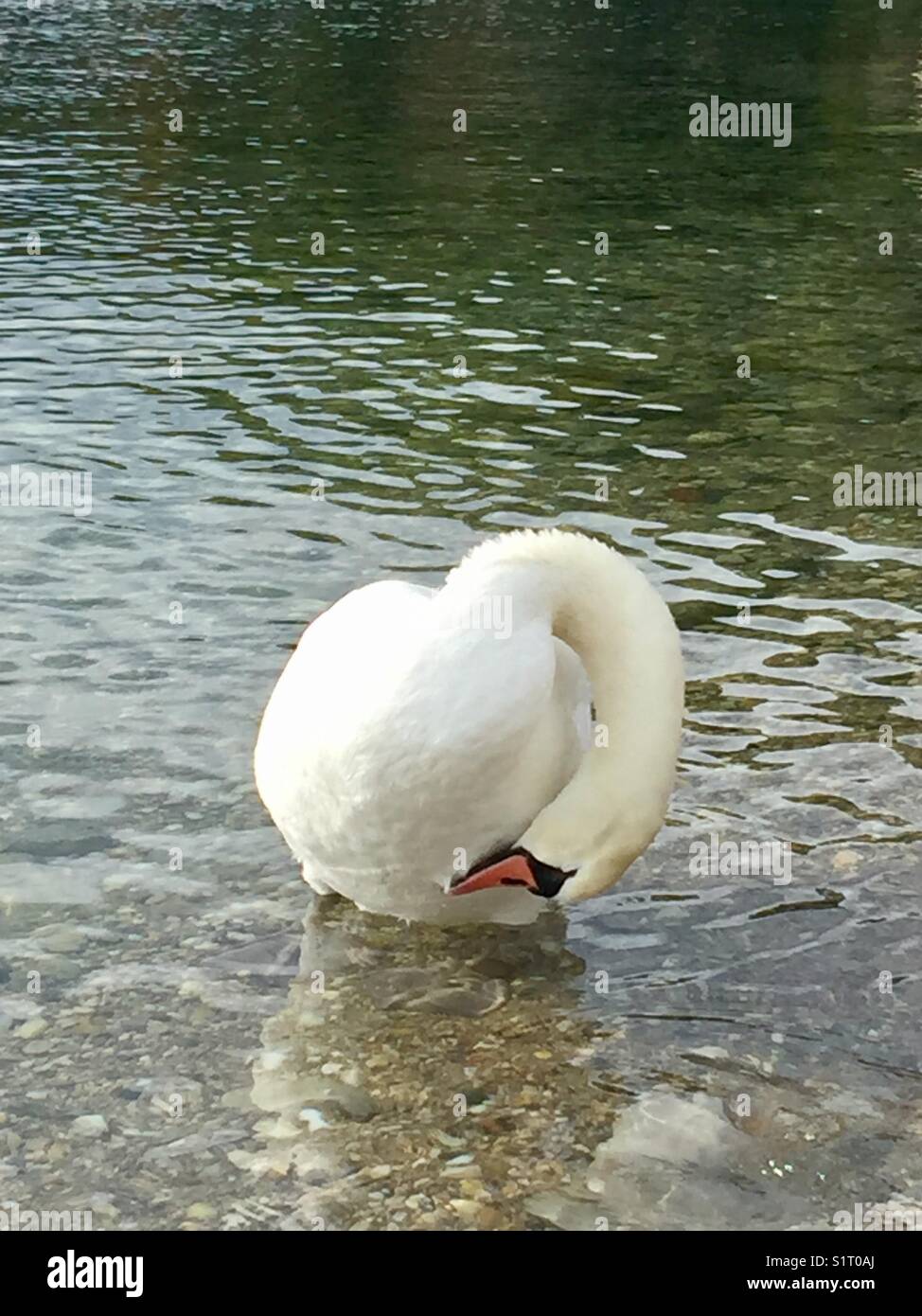 Swan cleaning itself in sea shallow Stock Photo - Alamy