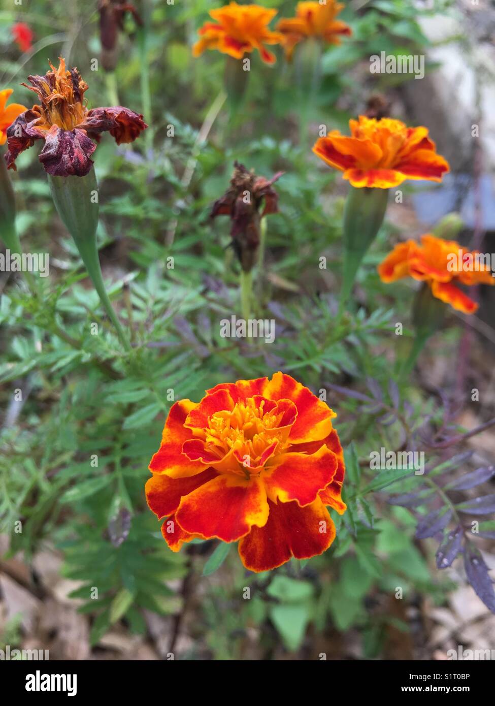 Marigold with plants hi-res stock photography and images - Alamy