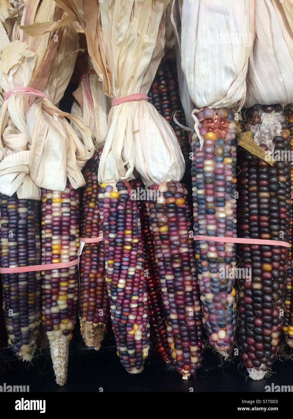 Purple corn cob hi-res stock photography and images - Alamy