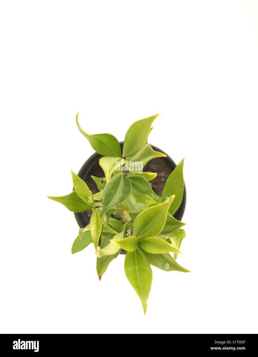 Growing plant seen from above isolated on white background Stock Photo ...