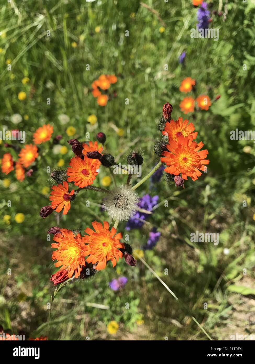 Beautiful wildflowers hi-res stock photography and images - Alamy