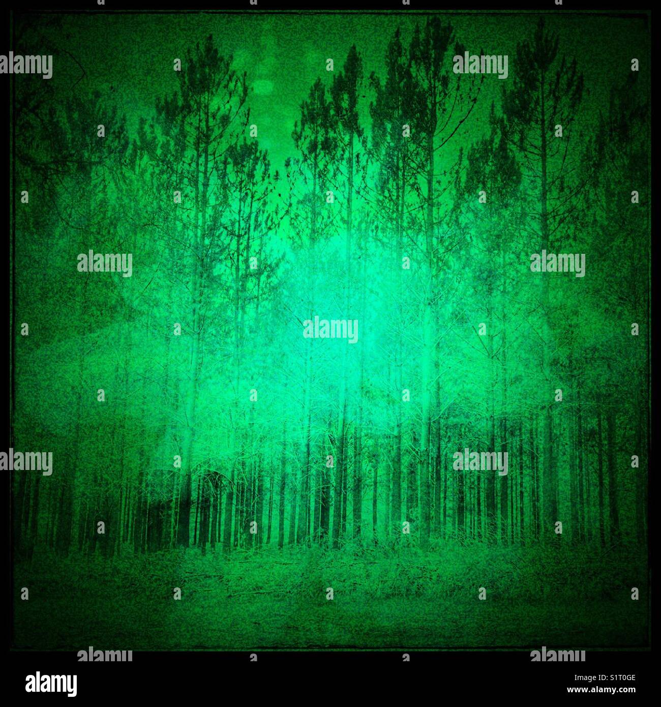 Trees, heavy use of filters Stock Photo - Alamy