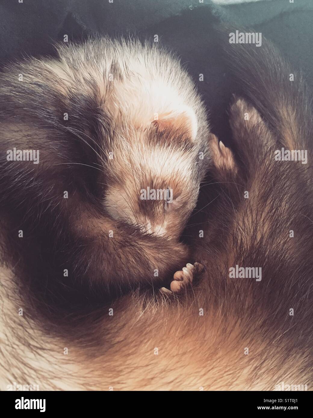 Sleepy Animals Stock Photos & Sleepy Animals Stock Images - Alamy