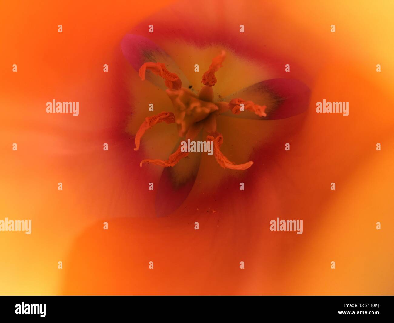 Pure simple hi-res stock photography and images - Alamy