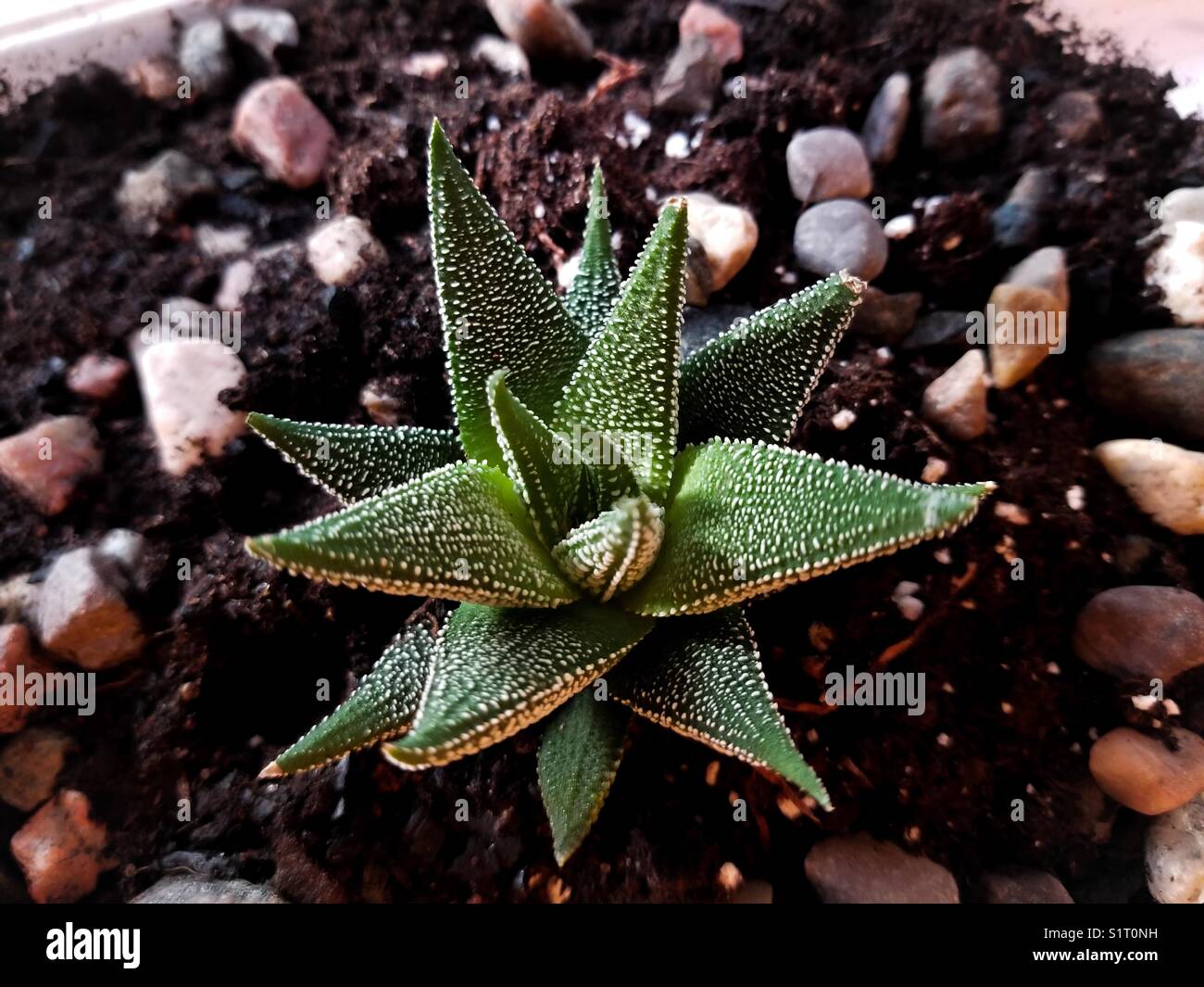 Small plant close up Stock Photo - Alamy