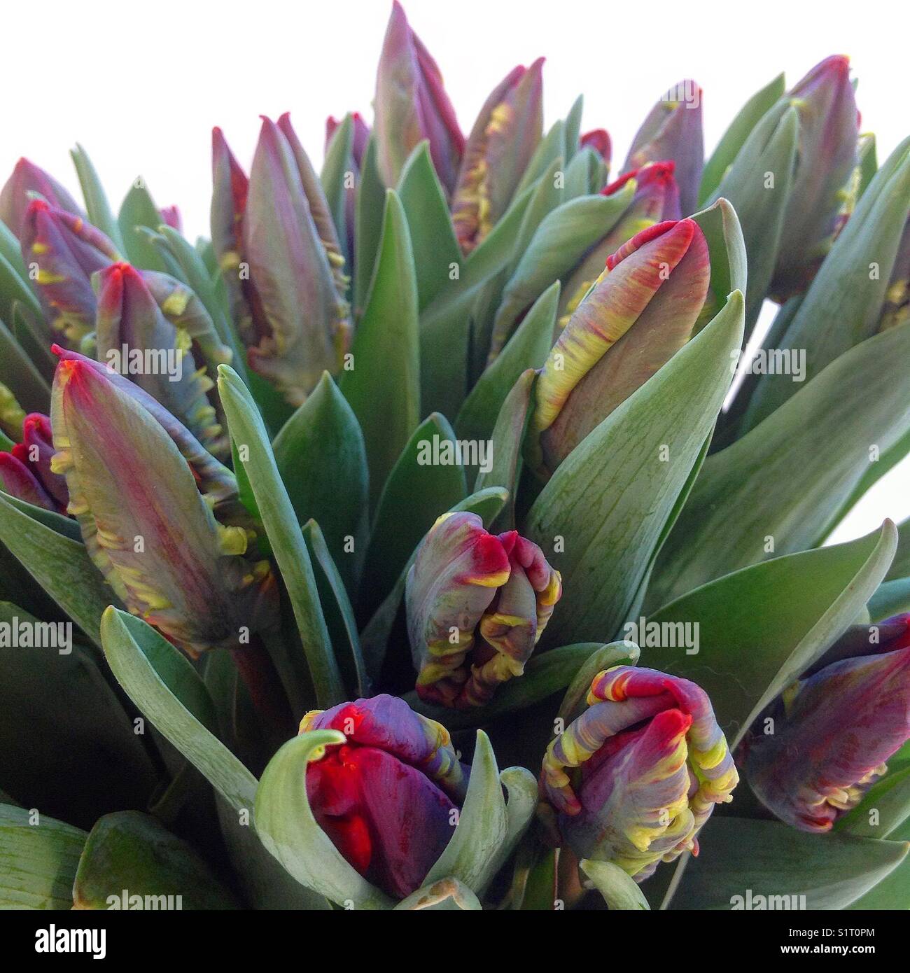 Parrot tulips hi-res stock photography and images - Alamy