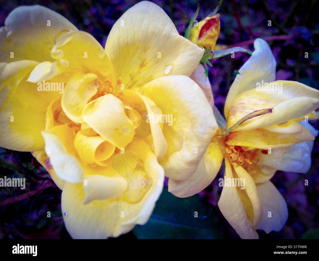 Autumn roses hi-res stock photography and images - Alamy