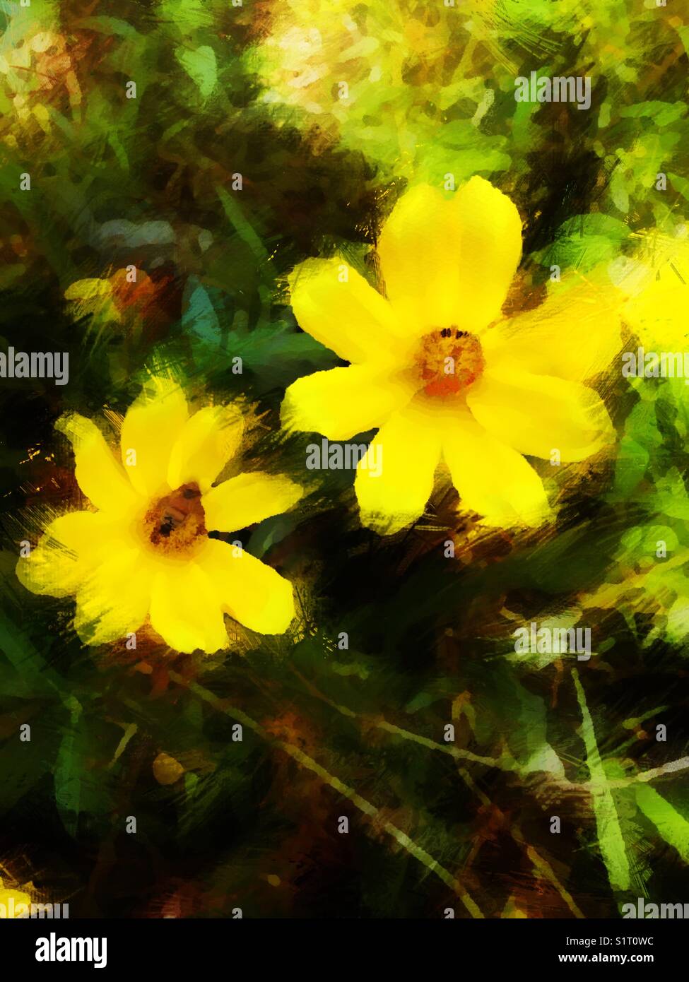 Yellow flowers with bee Stock Photo - Alamy