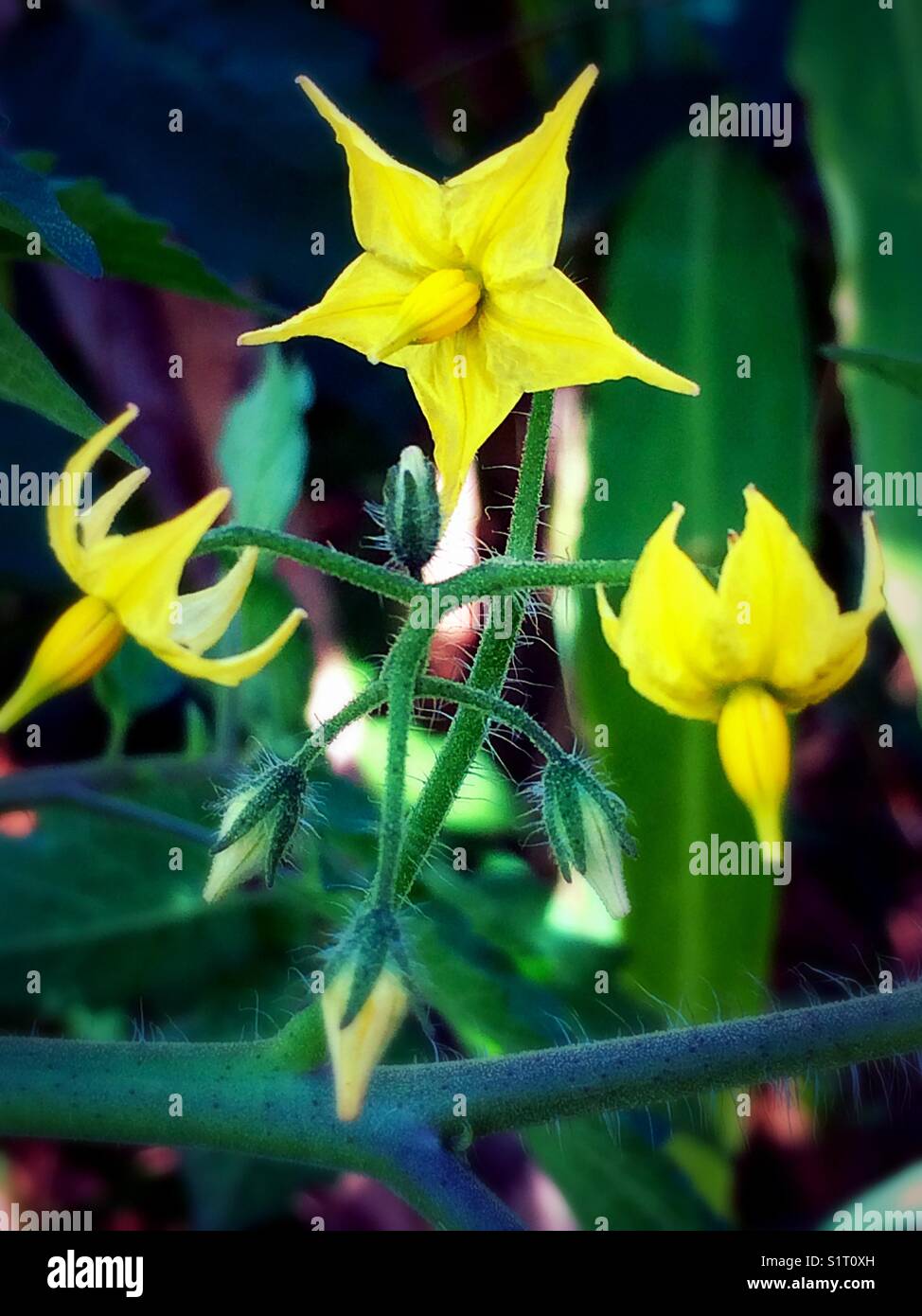 Cherry tomato flower bloom Stock Photo - Alamy