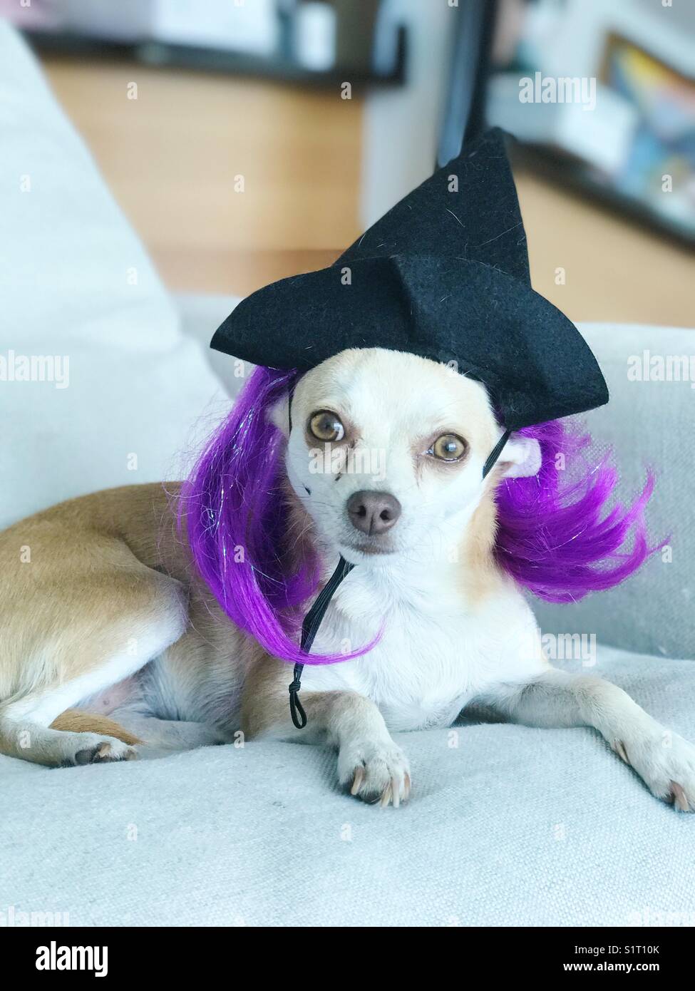Witch dog hi-res stock photography and images - Alamy