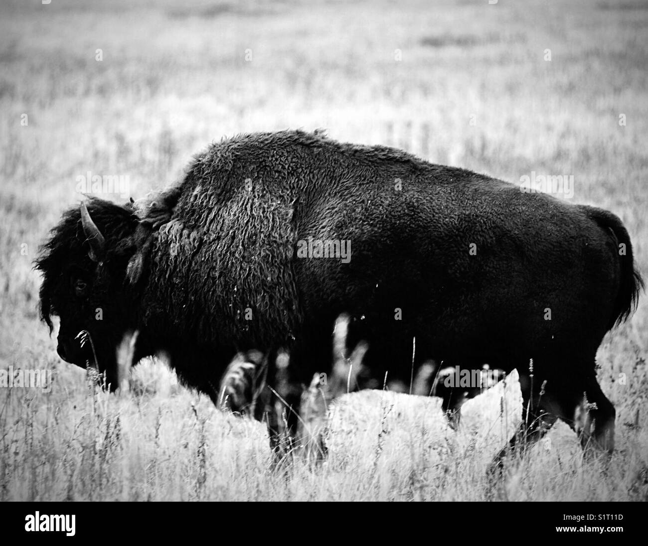 Grasslands bison Black and White Stock Photos & Images - Alamy