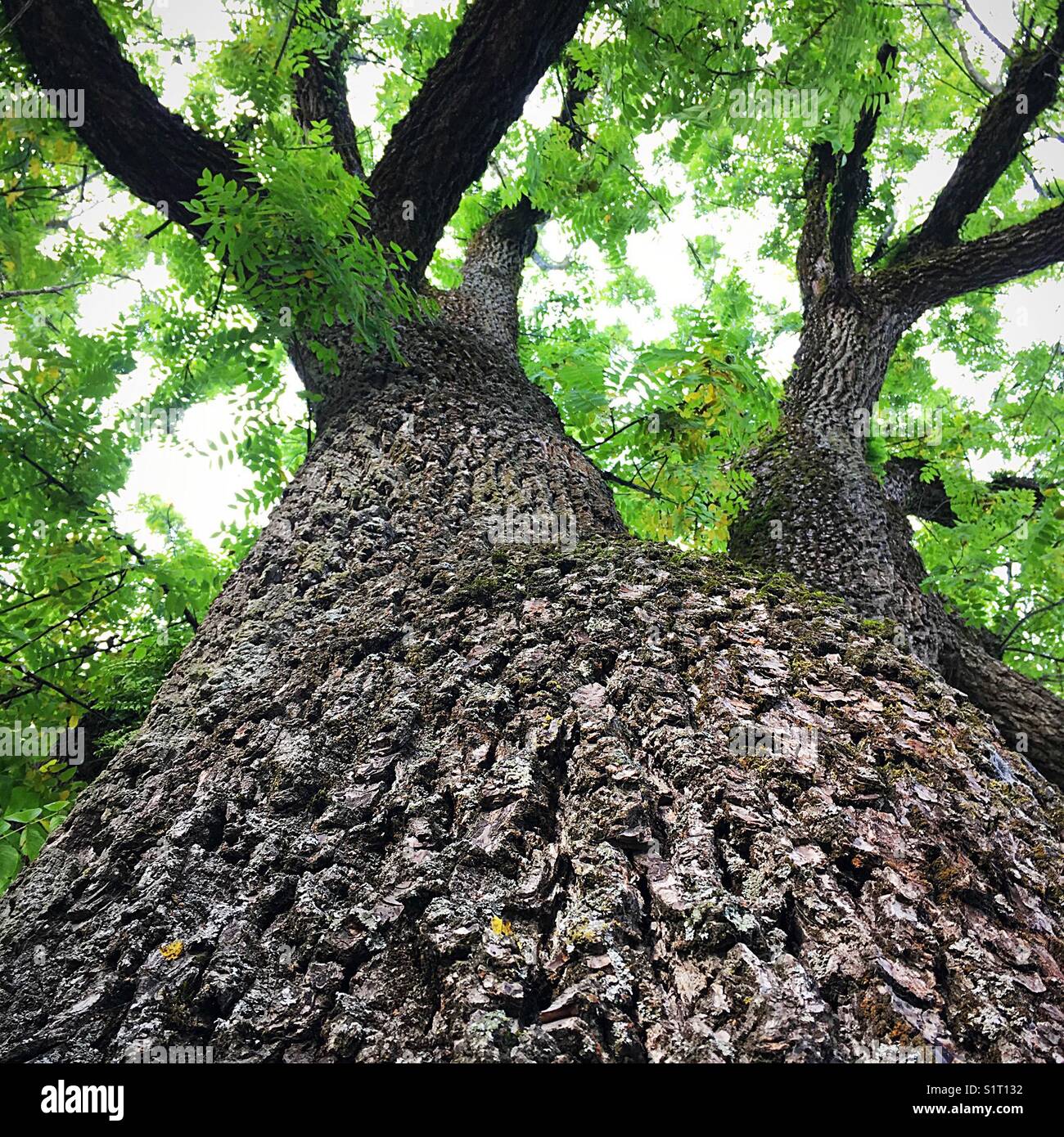 Black Walnut Leaves Trunk