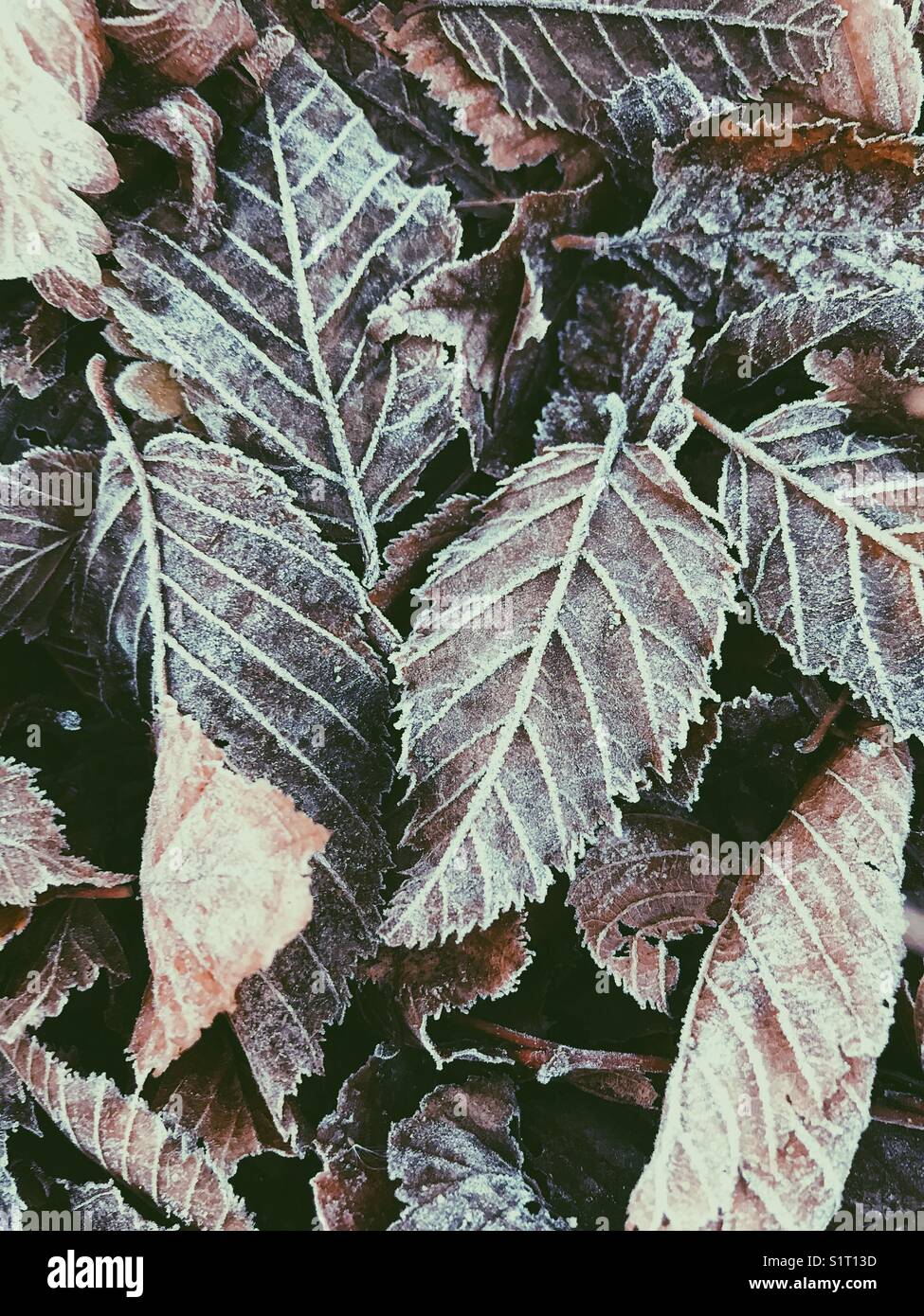 Solid leaves hi-res stock photography and images - Alamy