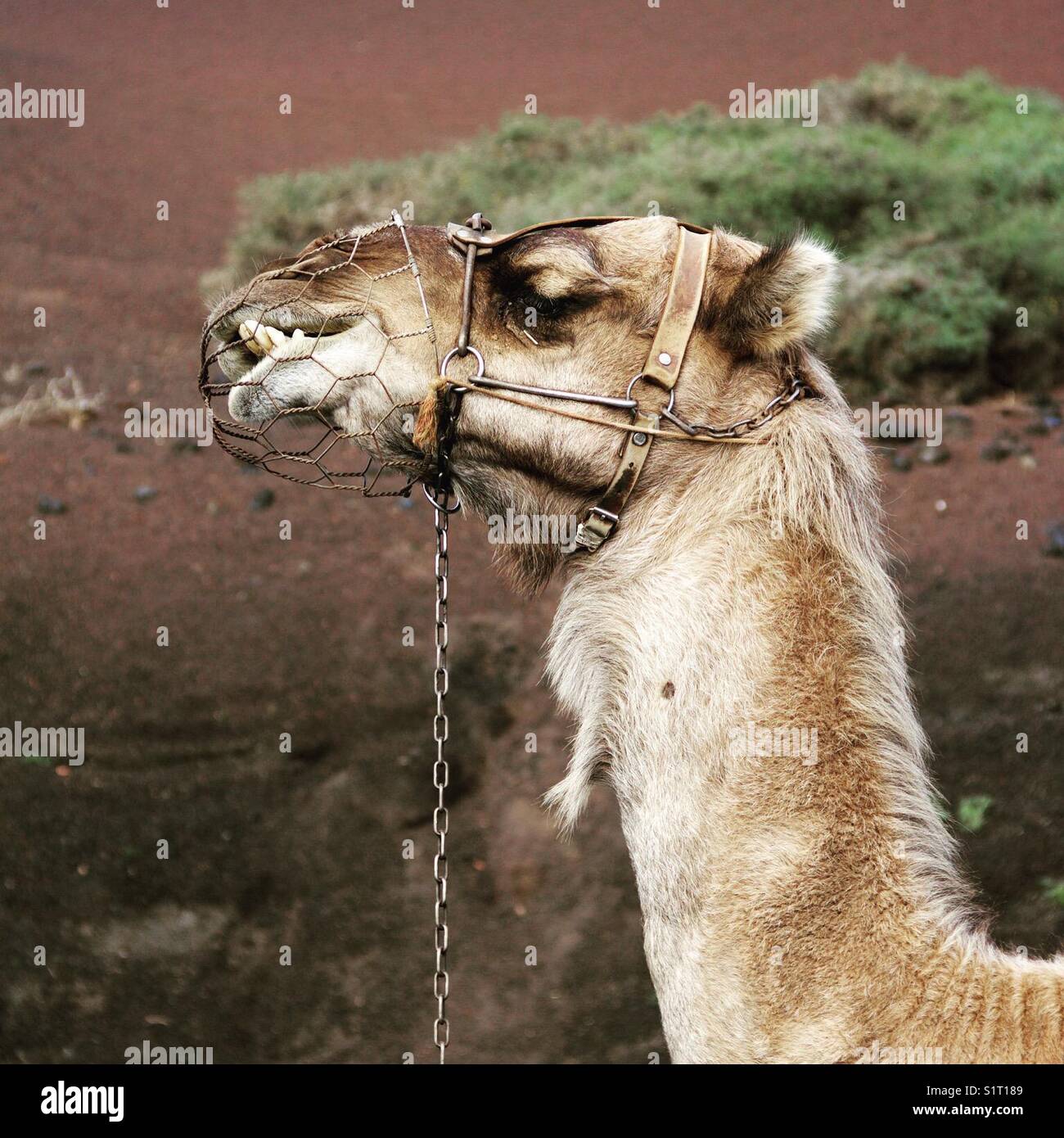 Work camel hi-res stock photography and images - Alamy