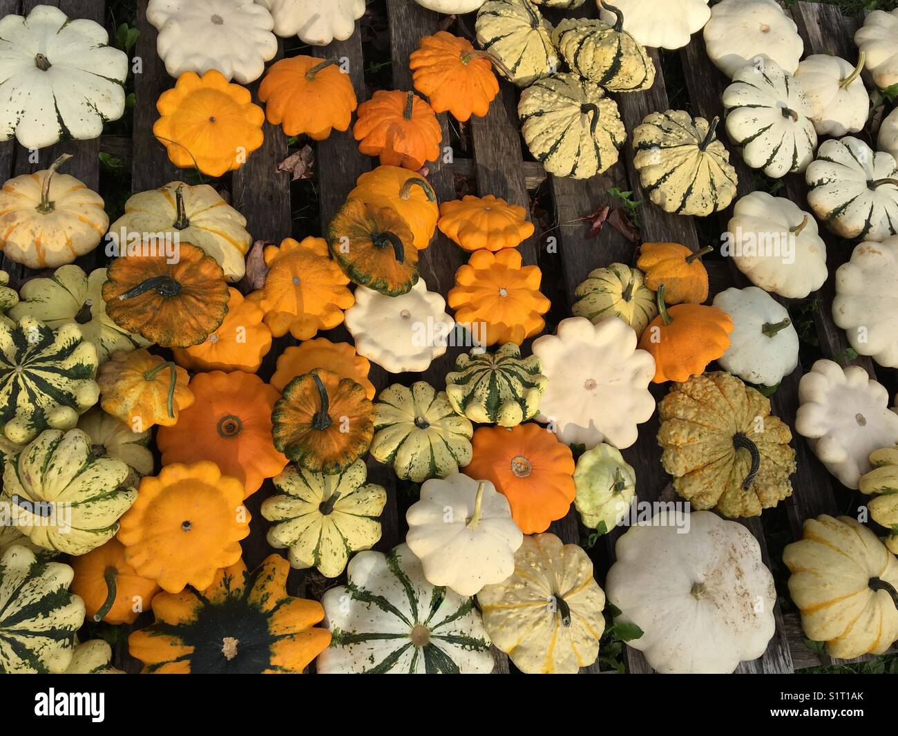 Mini gourds hi-res stock photography and images - Alamy