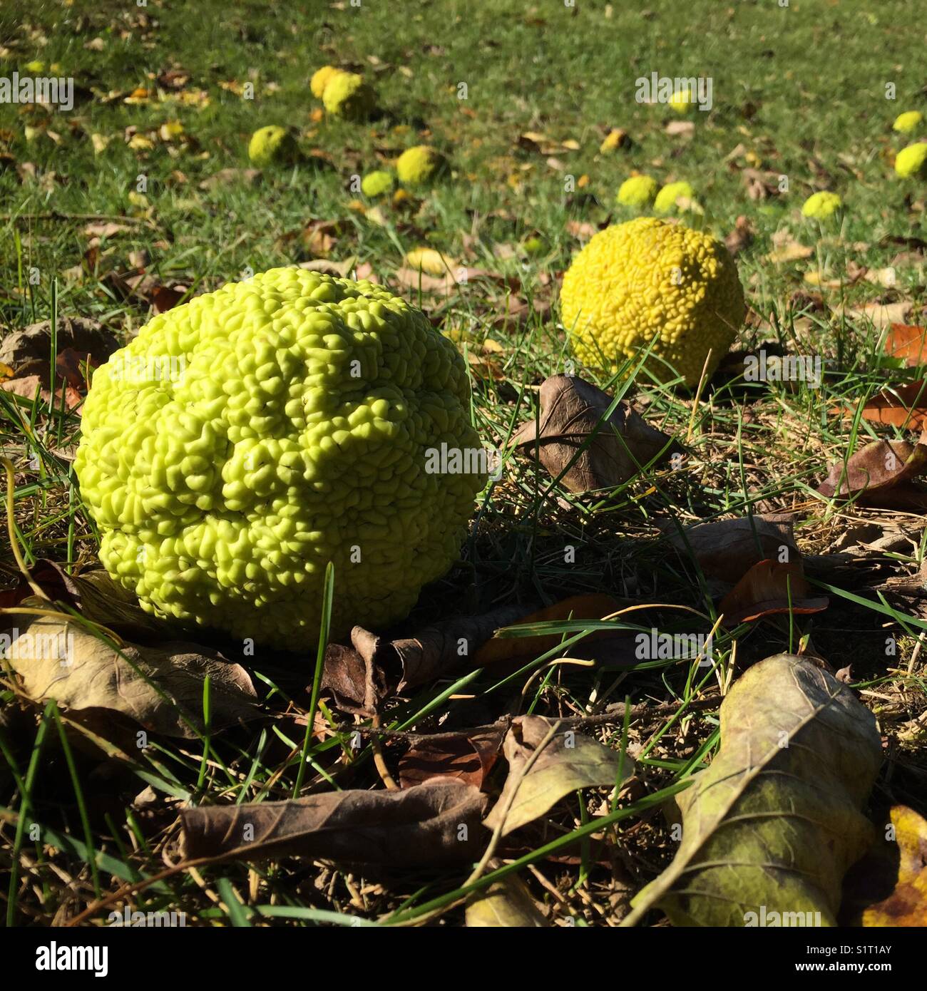 Apples on the ground hi-res stock photography and images - Alamy
